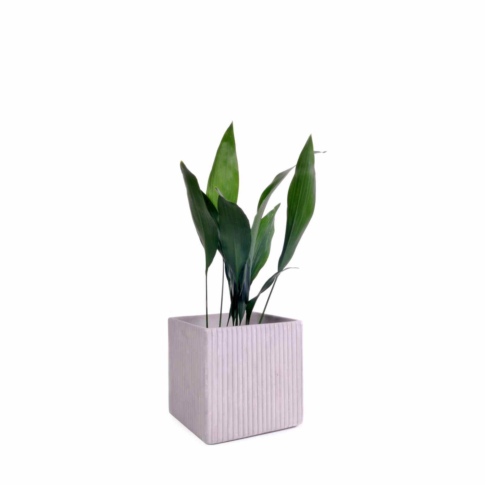 XLBoom Mon bloempotten vierkant